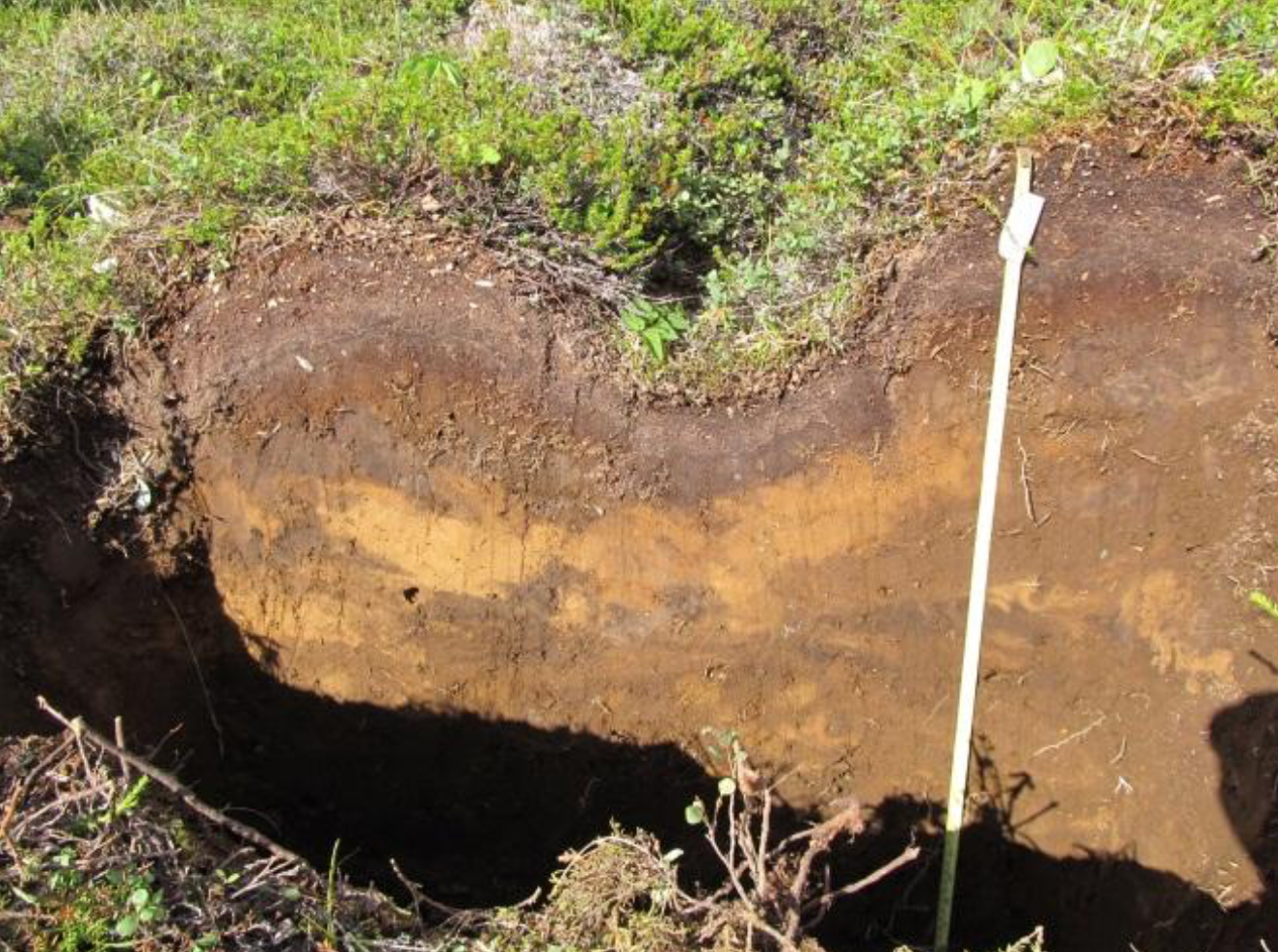 Tussock and Frost Hummock Cross-section Photos – Elfinwood Ecology