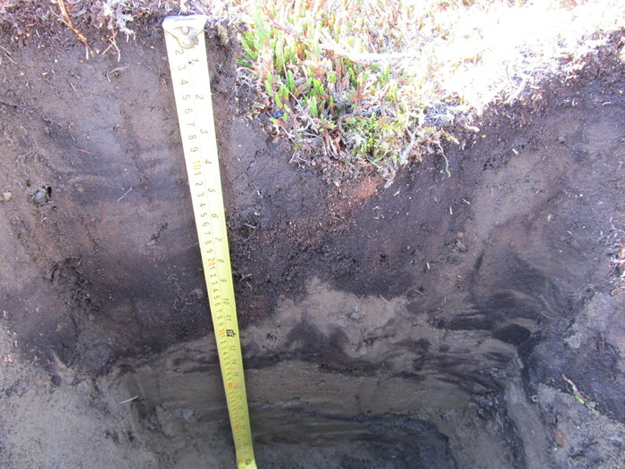 Tussock and Frost Hummock Cross-section Photos – Elfinwood Ecology