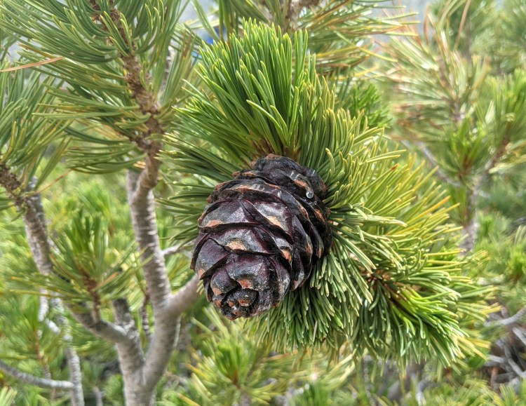 Five Needle Pine Species Descriptions – Elfinwood Ecology
