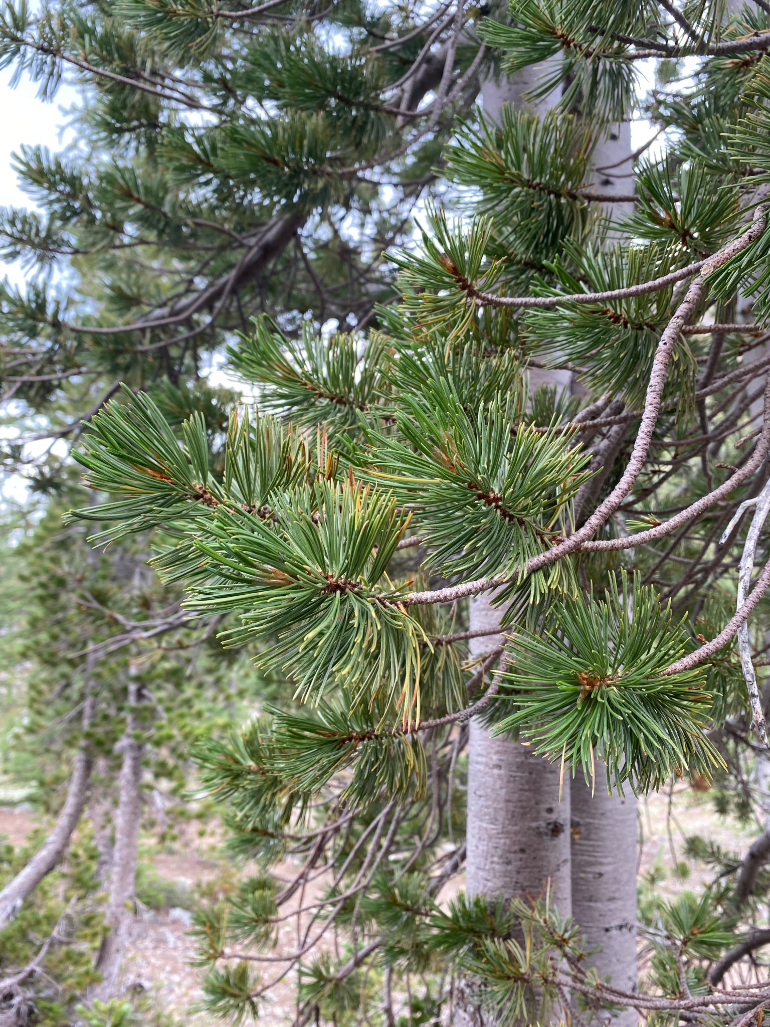 Identification guide to the 5 needle pines of western North America ...