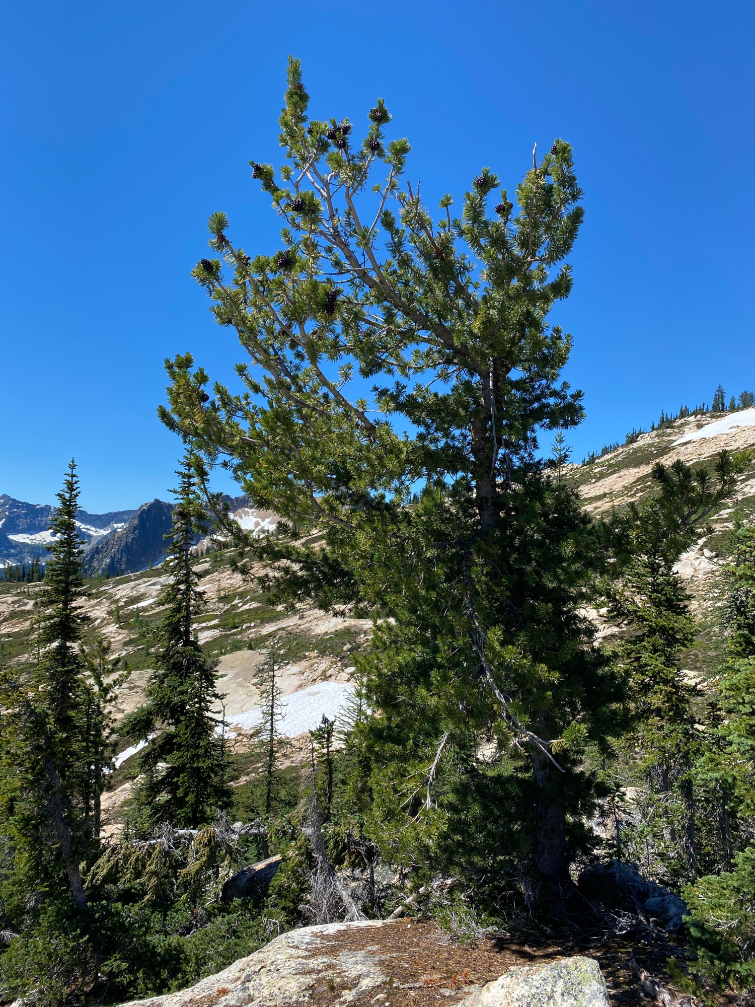 Five Needle Pine Species Descriptions – Elfinwood Ecology