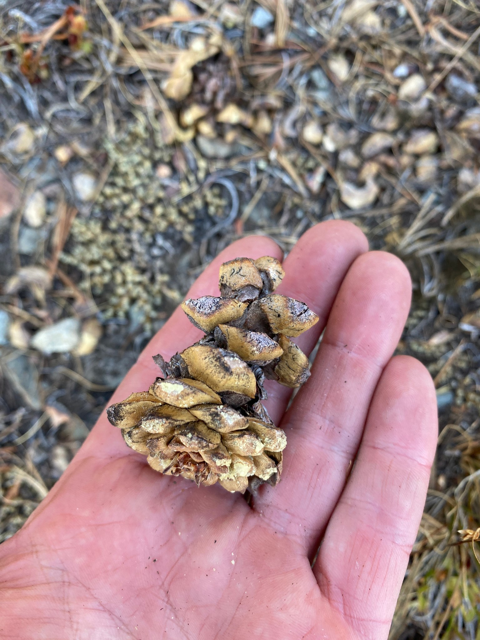 Five Needle Pine Species Descriptions – Elfinwood Ecology