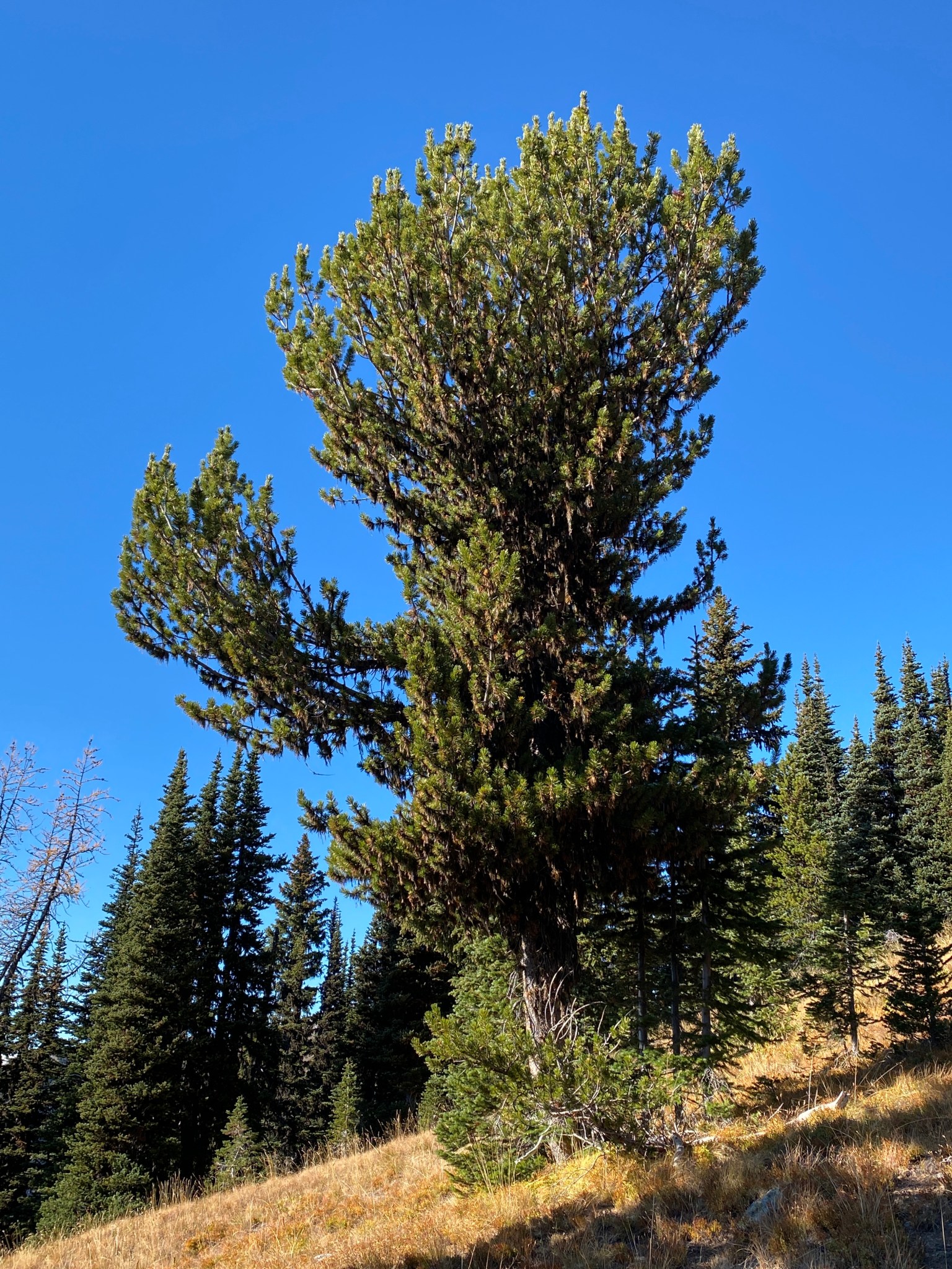 Five Needle Pine Species Descriptions – Elfinwood Ecology