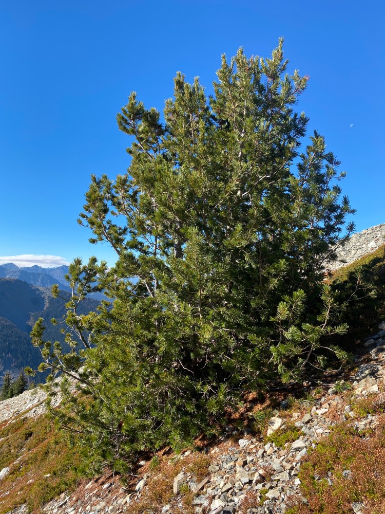 Five Needle Pine Species Descriptions – Elfinwood Ecology