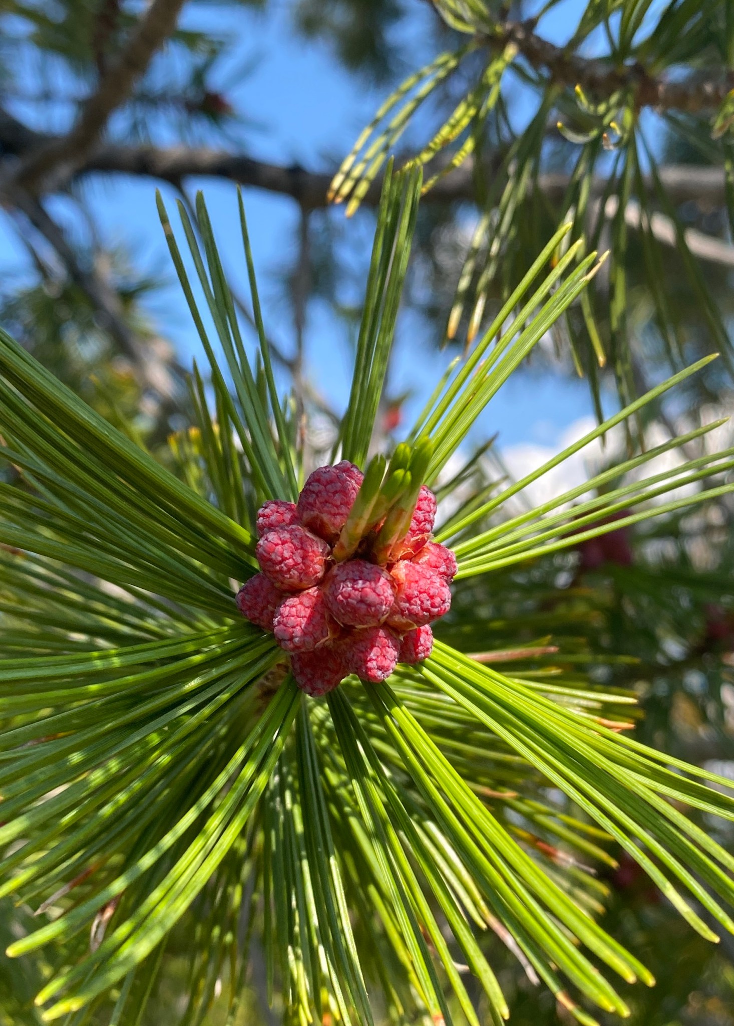 Identification guide to the 5 needle pines of western North America ...