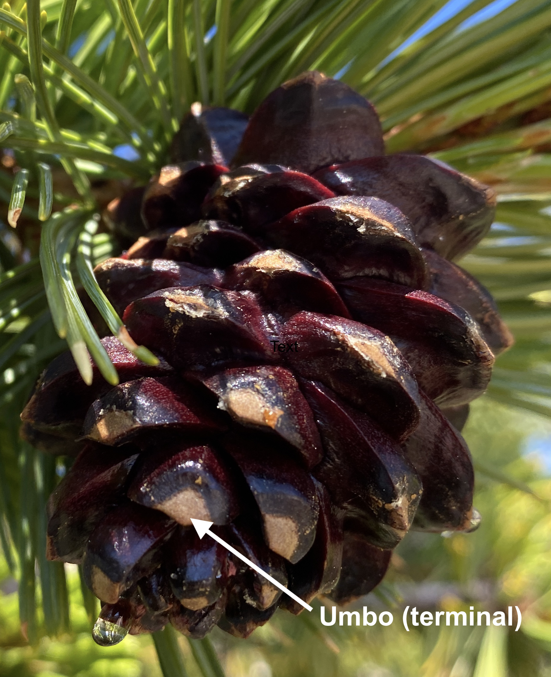Identification guide to the 5 needle pines of western North America ...