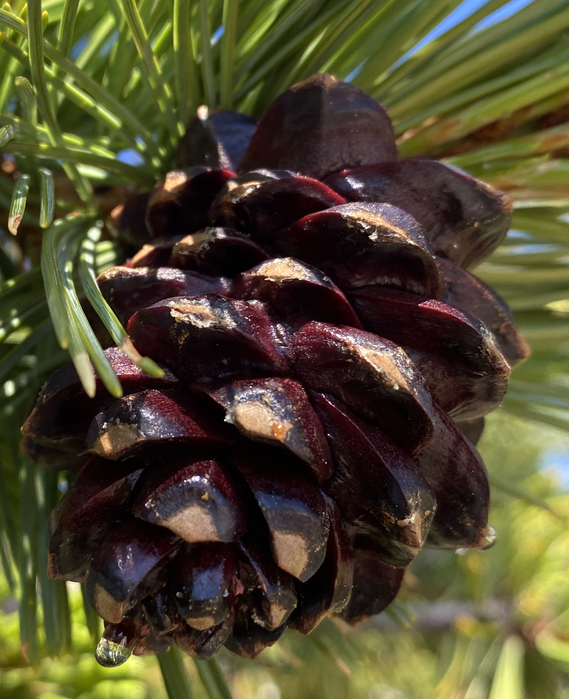 Identification guide to the 5 needle pines of western North America ...