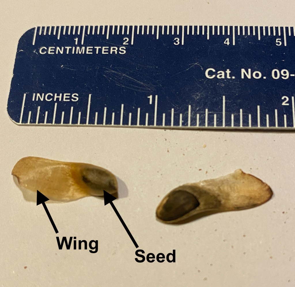 Identification guide to the 5 needle pines of western North America ...