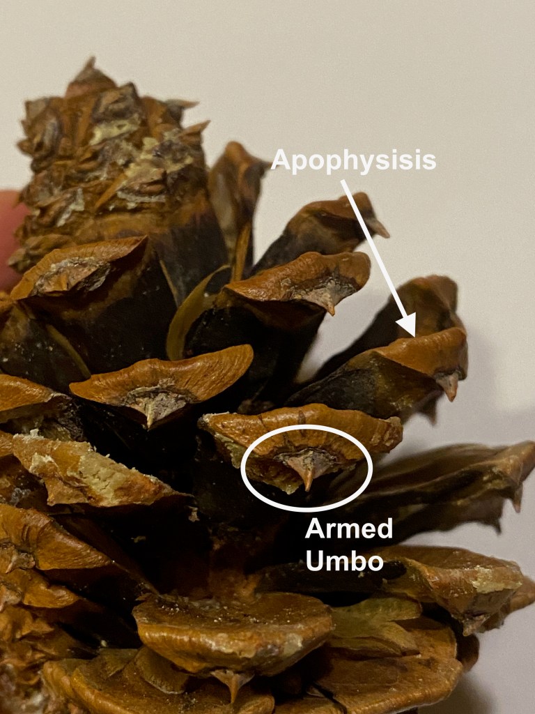 Identification guide to the 5 needle pines of western North America ...