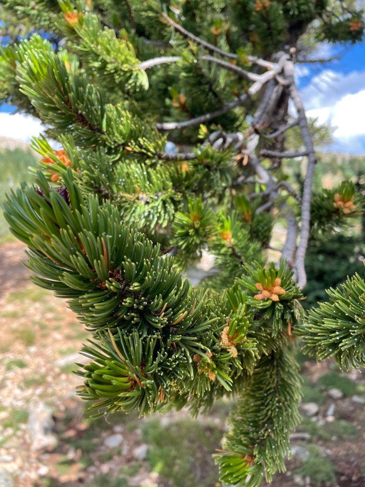 Five Needle Pine Species Descriptions – Elfinwood Ecology