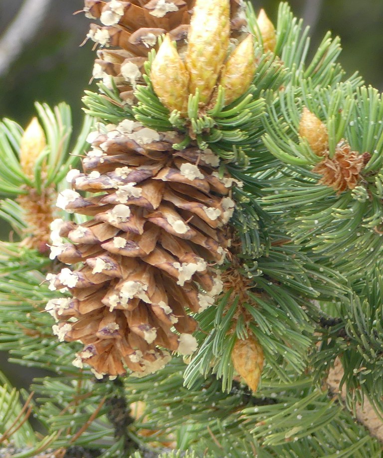 Five Needle Pine Species Descriptions – Elfinwood Ecology