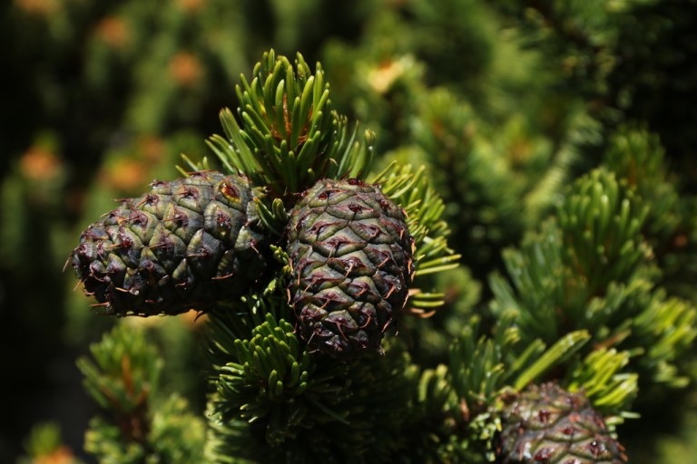 Five Needle Pine Species Descriptions – Elfinwood Ecology