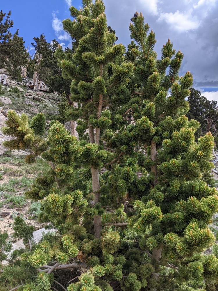 Five Needle Pine Species Descriptions – Elfinwood Ecology