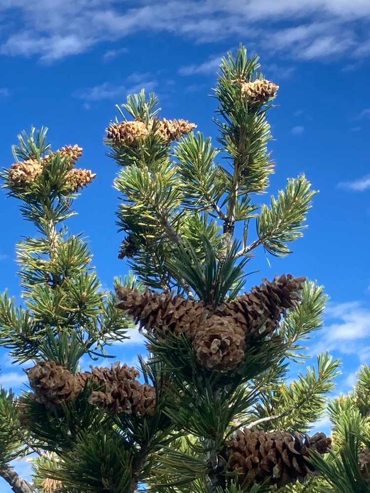 Five Needle Pine Species Descriptions – Elfinwood Ecology