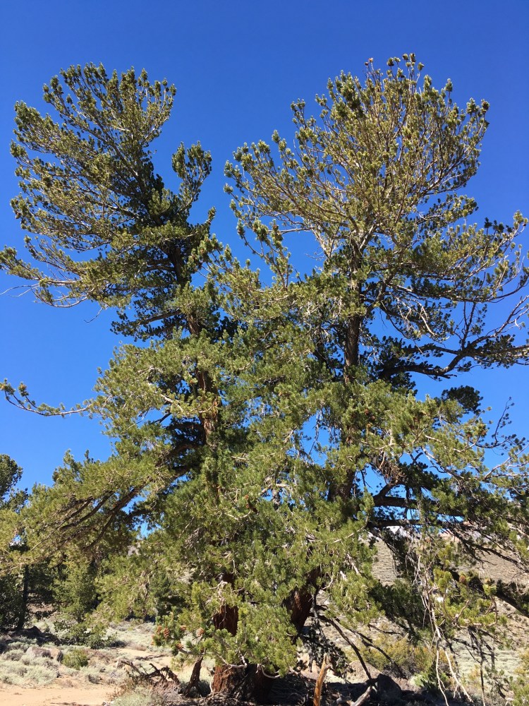 Five Needle Pine Species Descriptions – Elfinwood Ecology