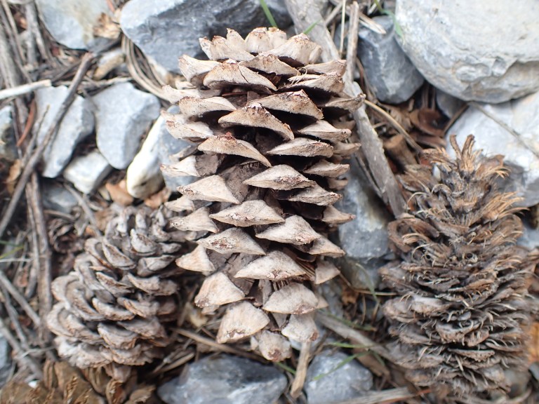 Five Needle Pine Species Descriptions – Elfinwood Ecology