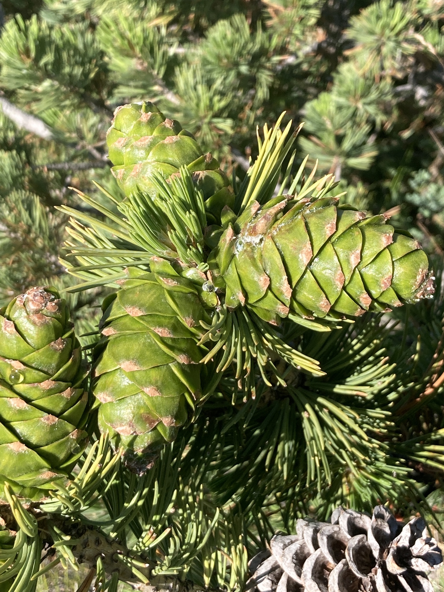 California, Nevada & Utah – Elfinwood Ecology