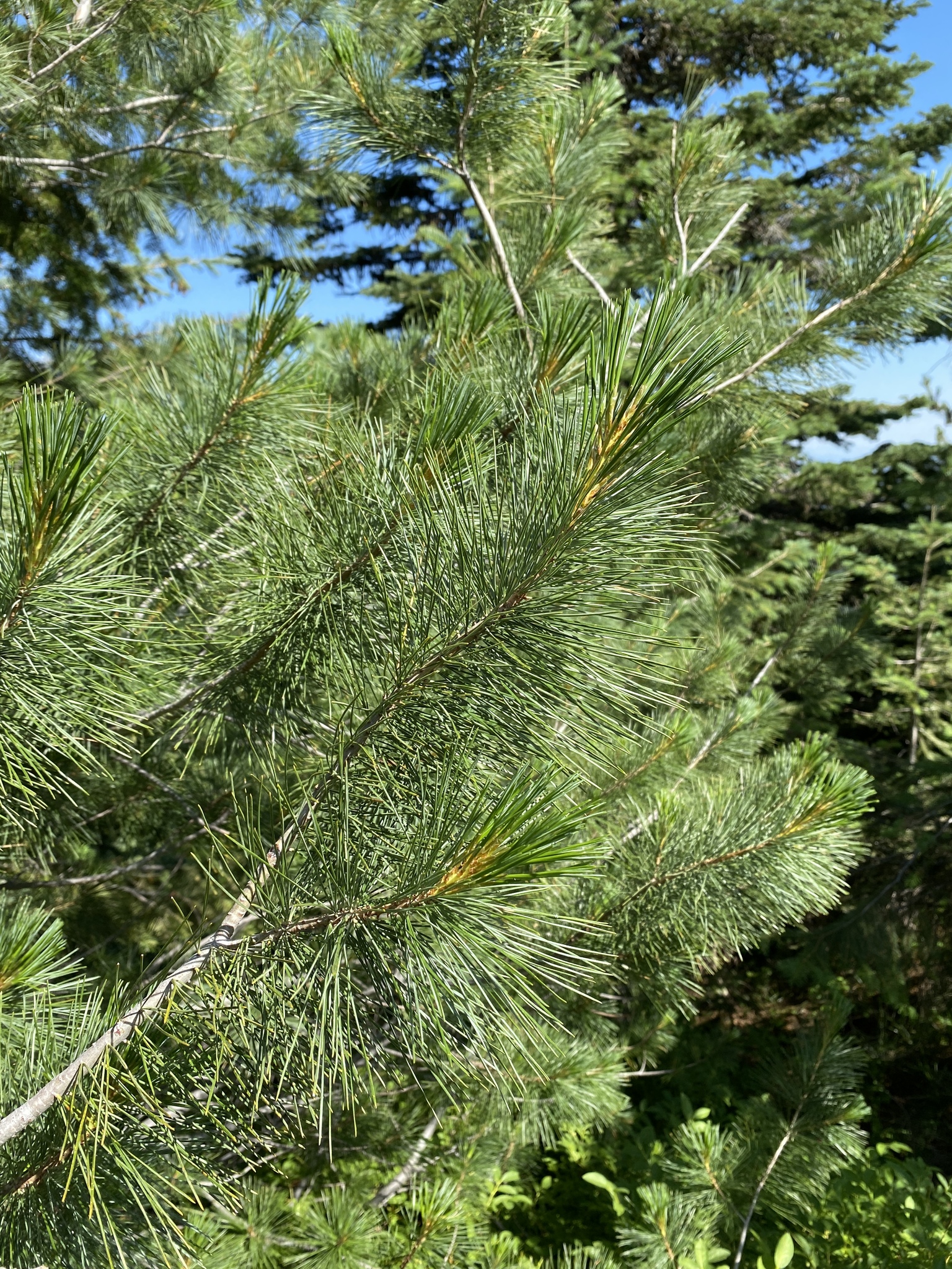 Western White Pine Weeping Western White Pine (Pinus Monticola