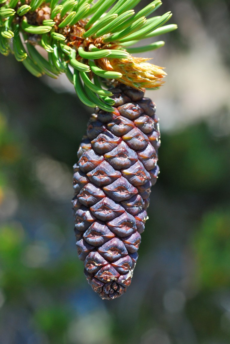 Five Needle Pine Species Descriptions – Elfinwood Ecology