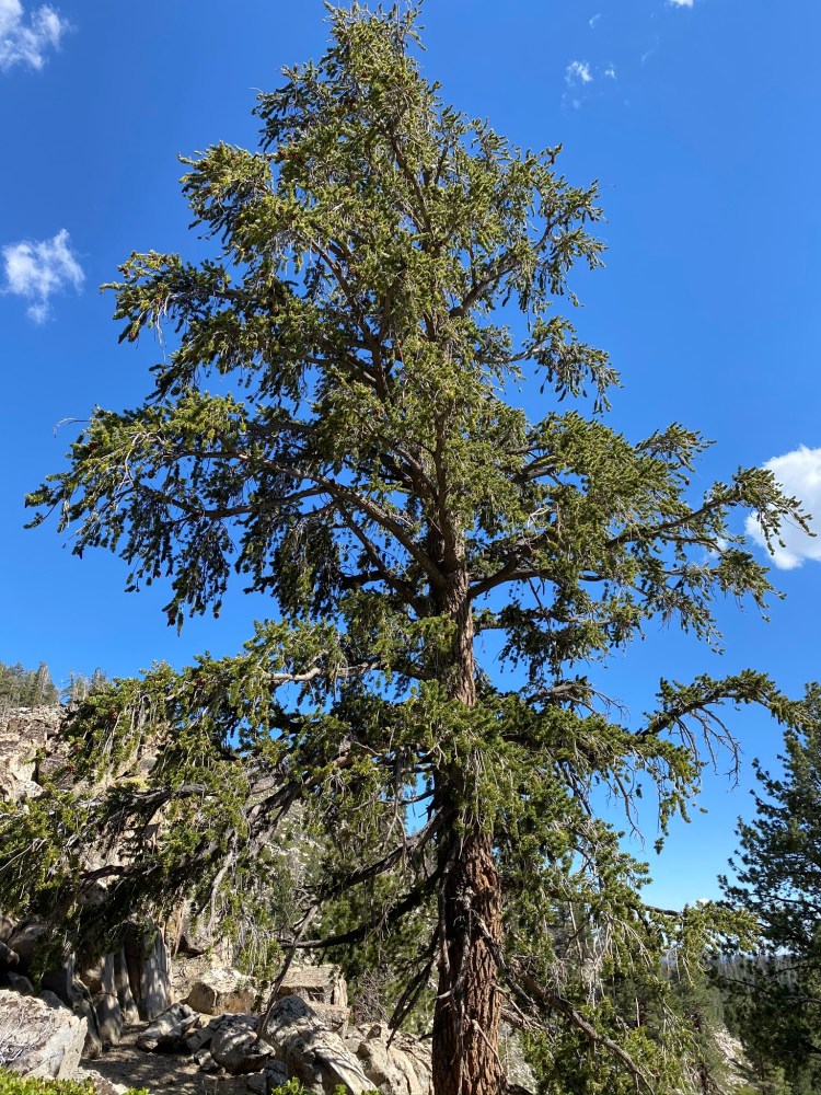 Five Needle Pine Species Descriptions – Elfinwood Ecology
