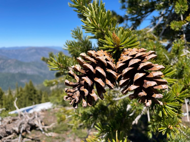 Five Needle Pine Species Descriptions – Elfinwood Ecology