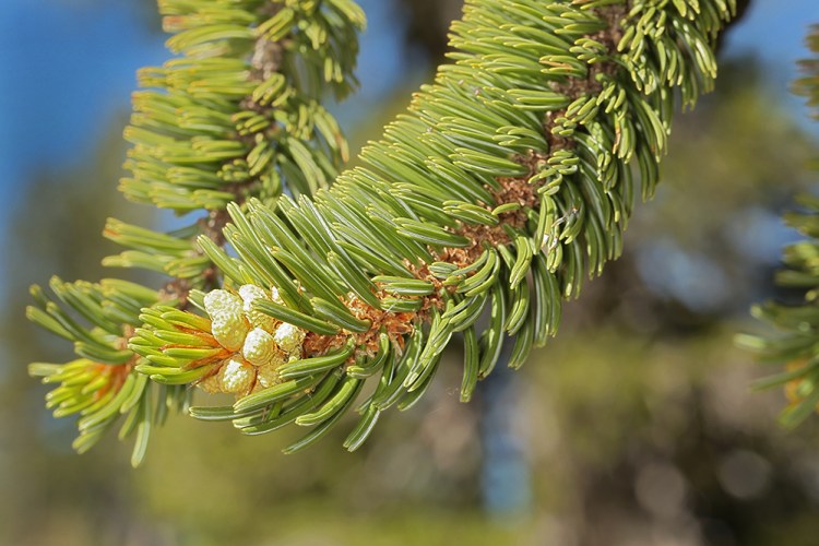 Five Needle Pine Species Descriptions – Elfinwood Ecology
