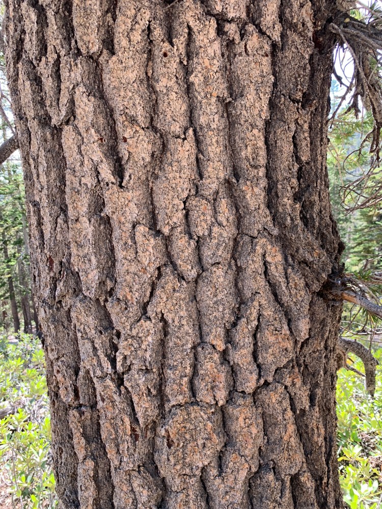 Five Needle Pine Species Descriptions – Elfinwood Ecology