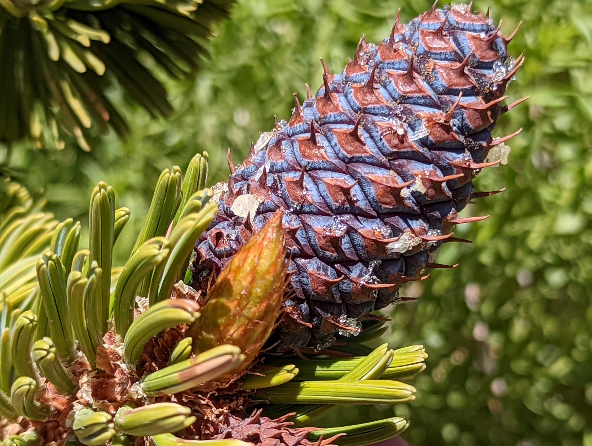 California, Nevada & Utah – Elfinwood Ecology