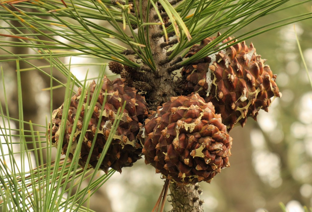 California, Nevada & Utah – Elfinwood Ecology