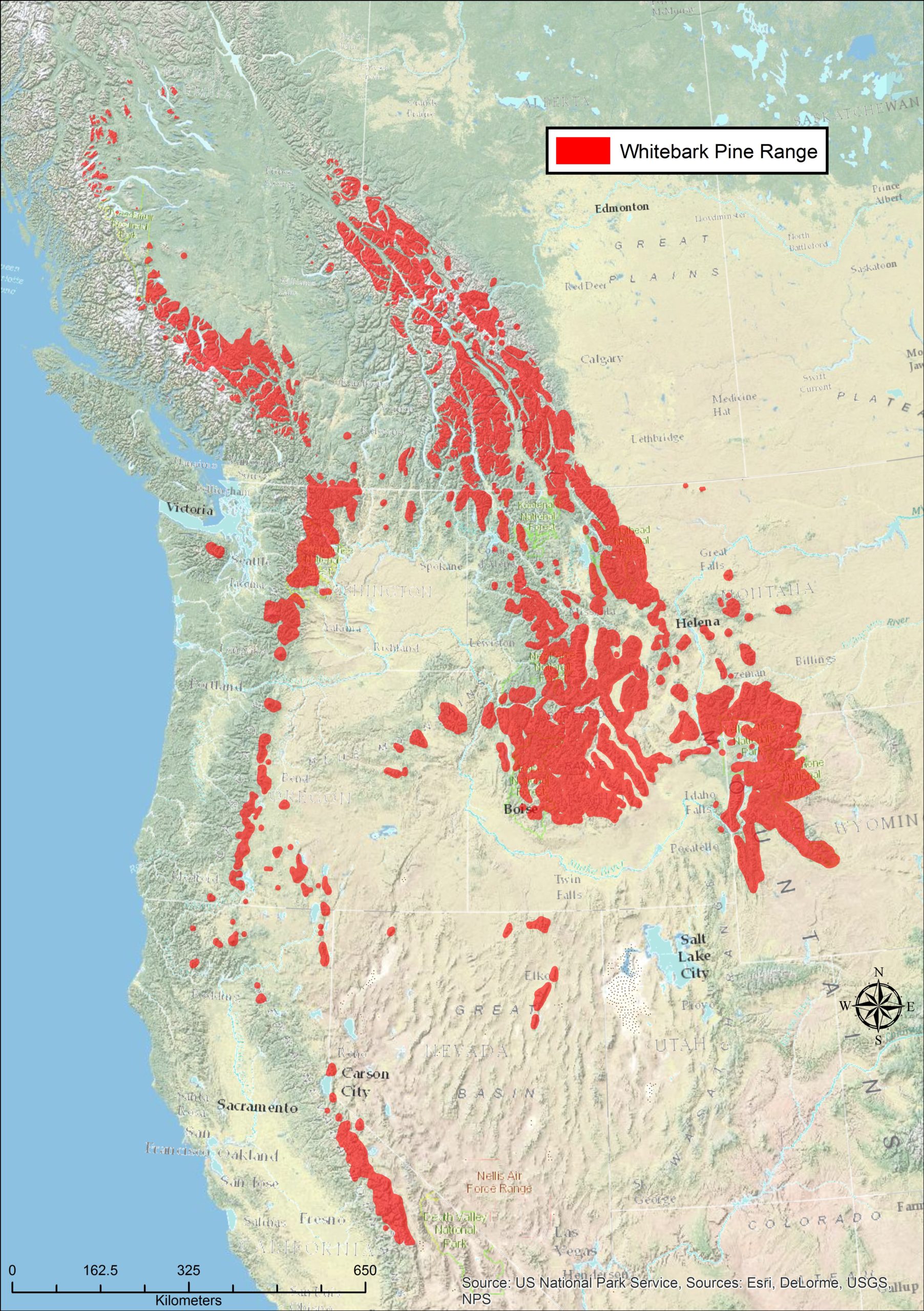 Mapping Whitebark Pine using Citizen Science Data – Elfinwood Ecology